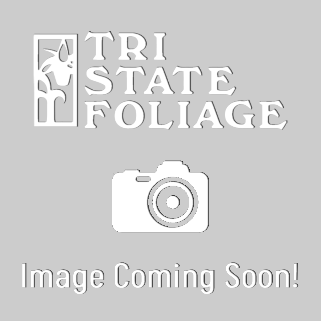 8 Fern Kangaroo HB Tri State Foliage 8 Fern Kangaroo HB Tri State Foliage