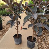 Ficus – Tri State Foliage