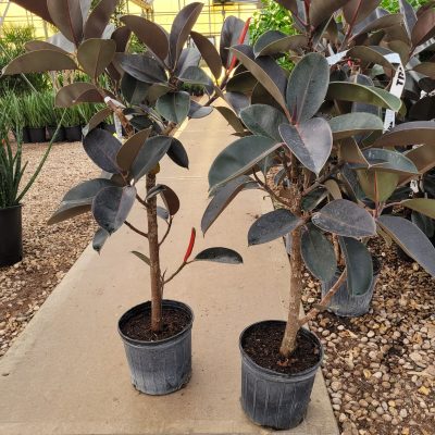 Ficus – Tri State Foliage