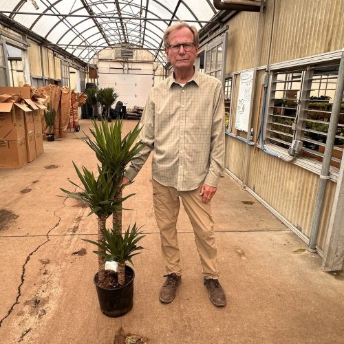 Yucca – Tri State Foliage