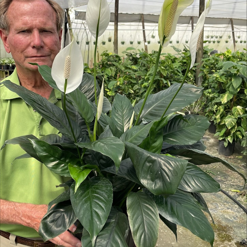 Spath – Tri State Foliage