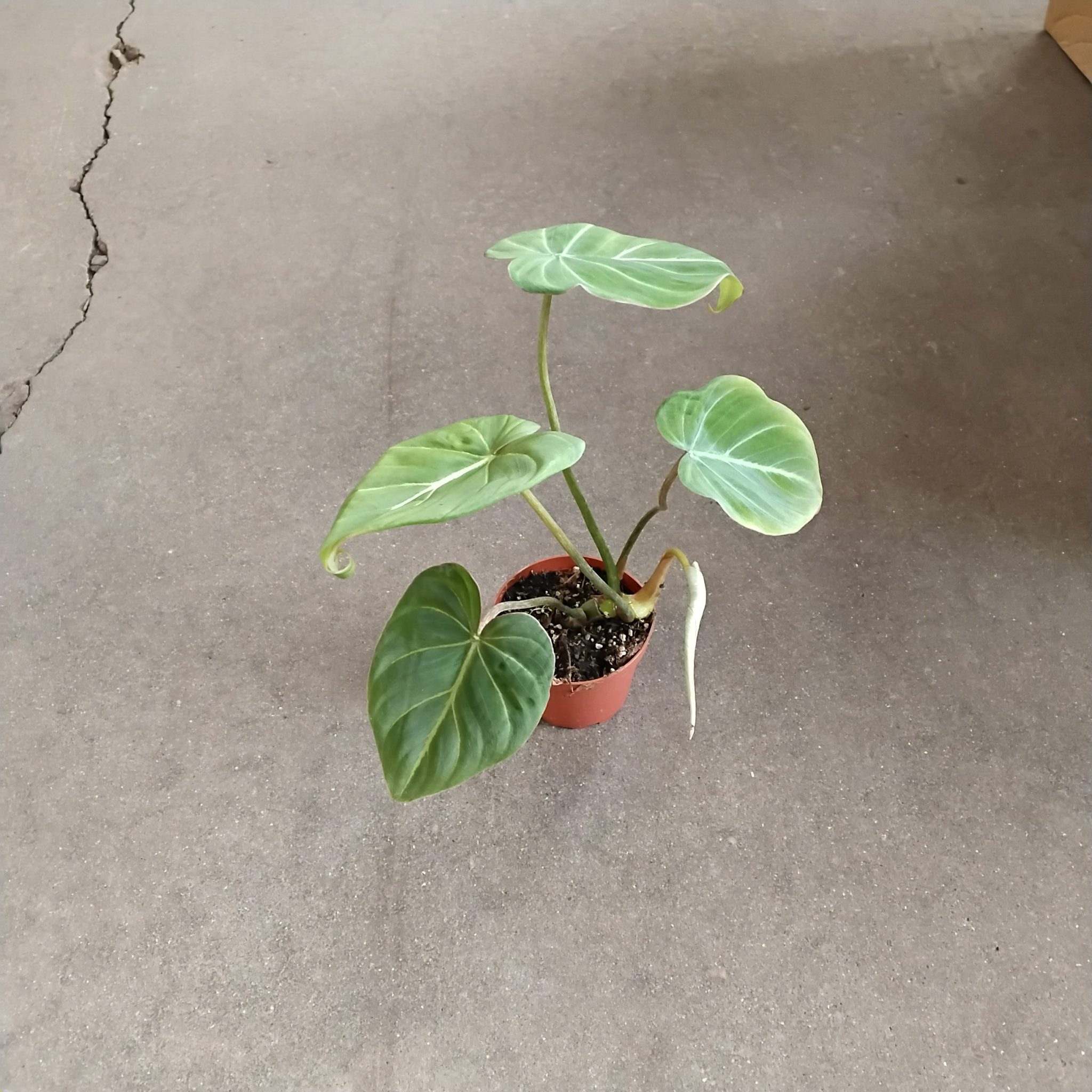 Philodendron – Tri State Foliage