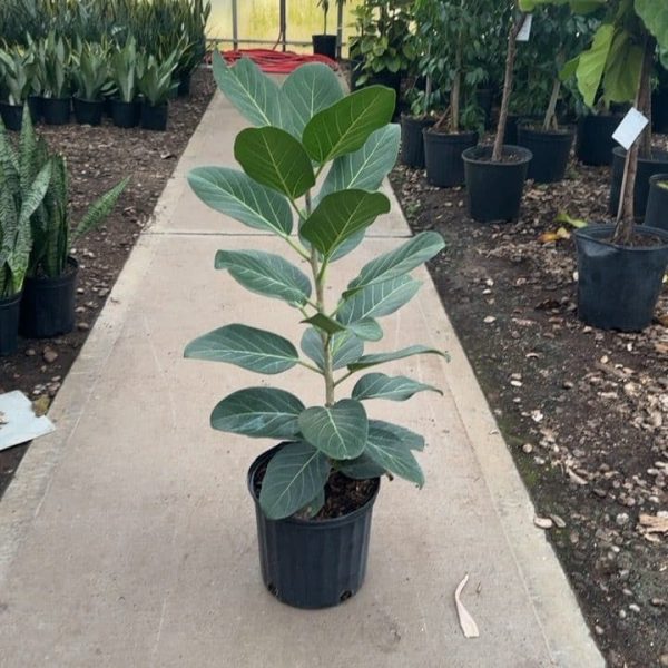 Ficus – Tri State Foliage