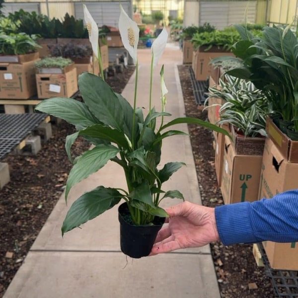 Spath – Tri State Foliage