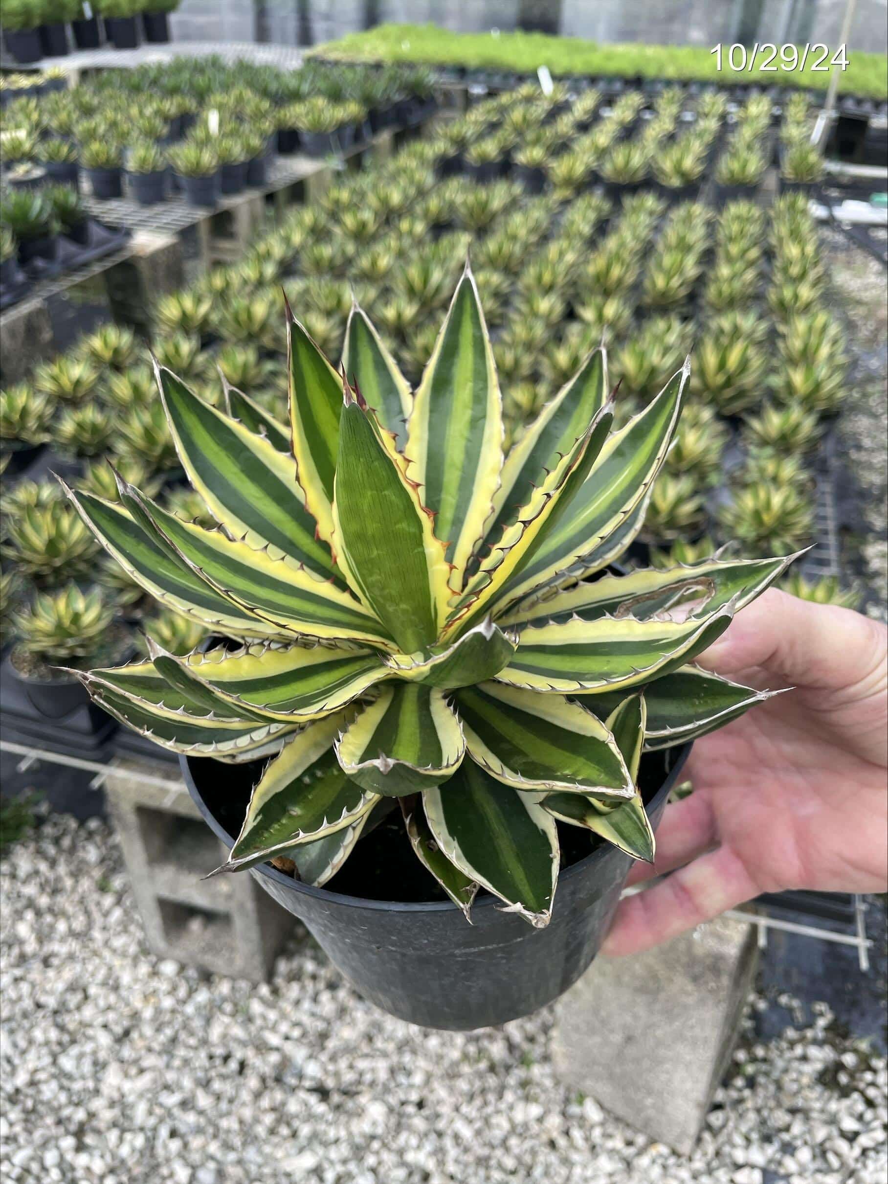 .6″ Agave Quadricolor – Tri State Foliage