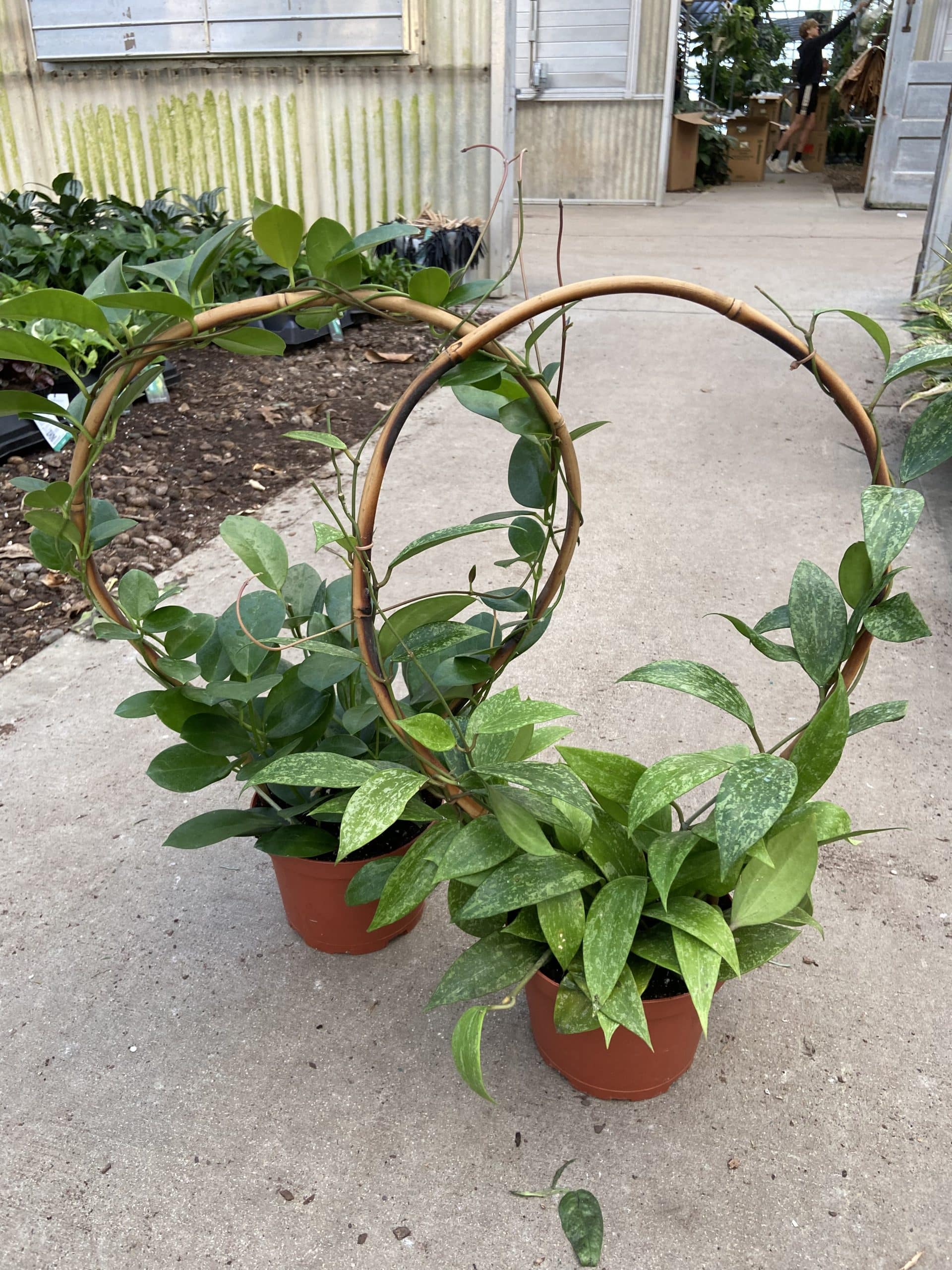 Hoya Assorted Hoop on Bamboo – Tri State Foliage