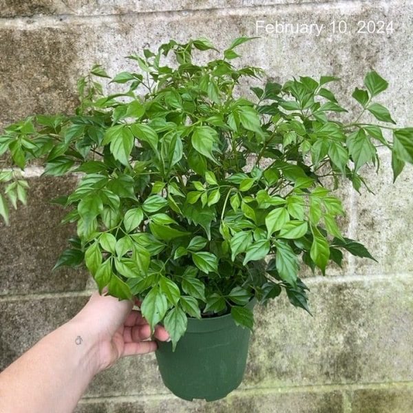 6″ China Doll Tri State Foliage