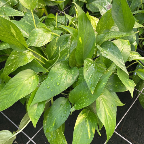 Pothos – Tri State Foliage