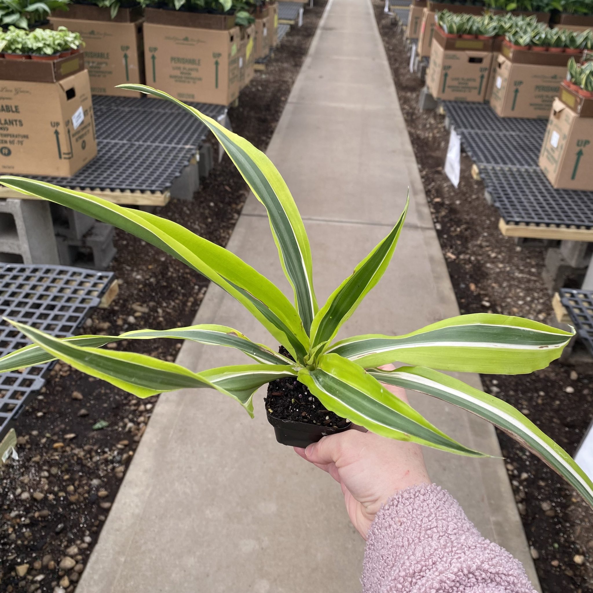 Dracaena – Tri State Foliage