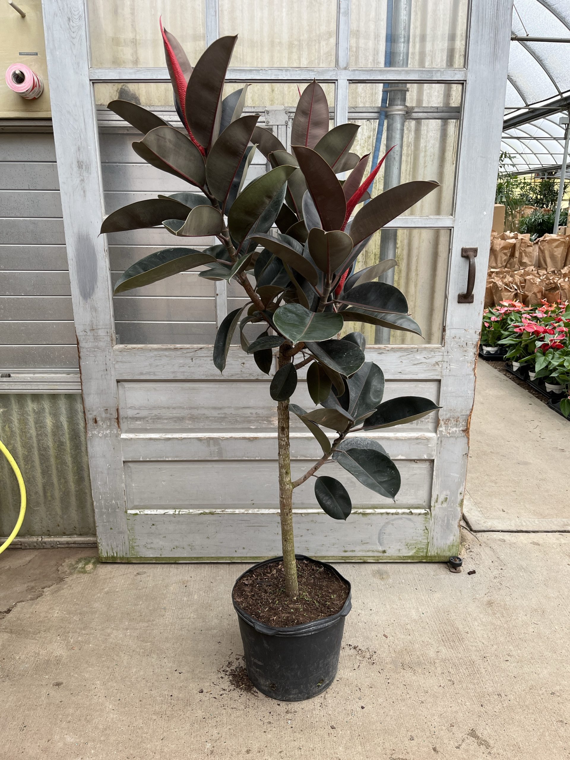 14″ Ficus Burgundy STD/Column – Tri State Foliage