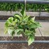 Pothos – Tri State Foliage
