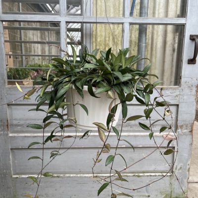 Hoya – Tri State Foliage