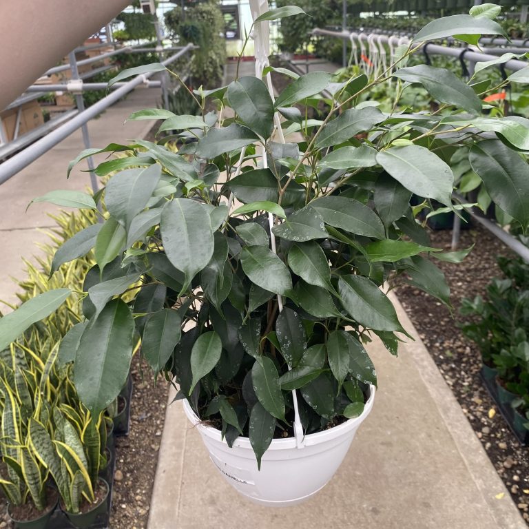 Ficus – Tri State Foliage