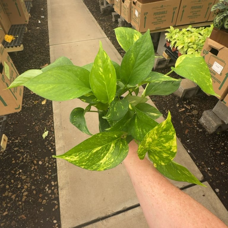 Pothos – Tri State Foliage