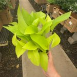 Pothos – Tri State Foliage