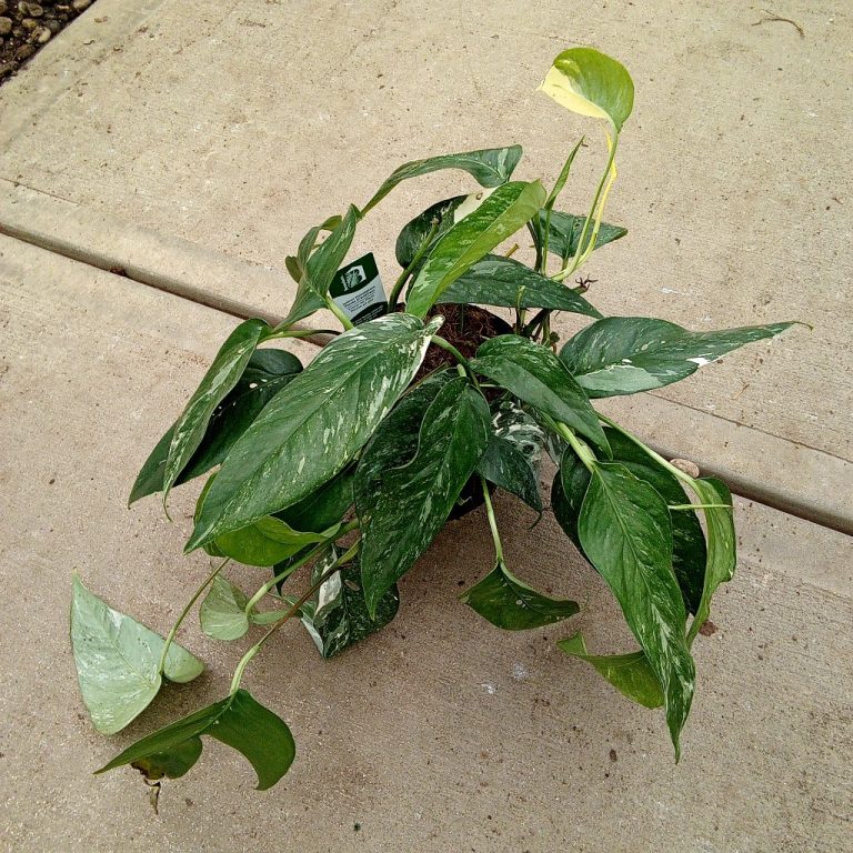 Pothos – Tri State Foliage
