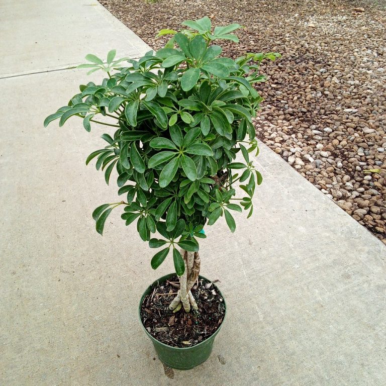 Schefflera – Tri State Foliage