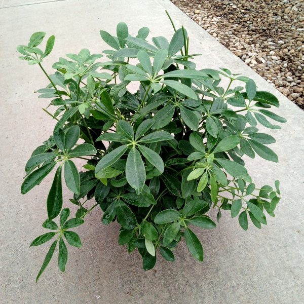 Schefflera – Tri State Foliage