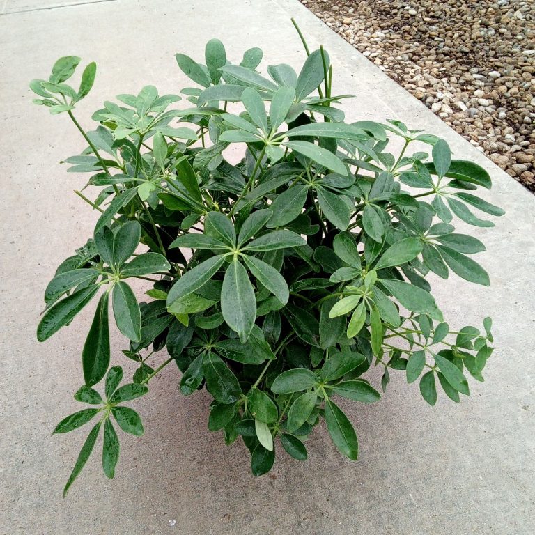 Schefflera – Tri State Foliage