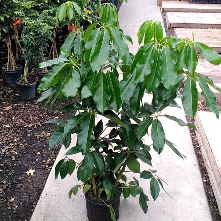 Schefflera – Tri State Foliage