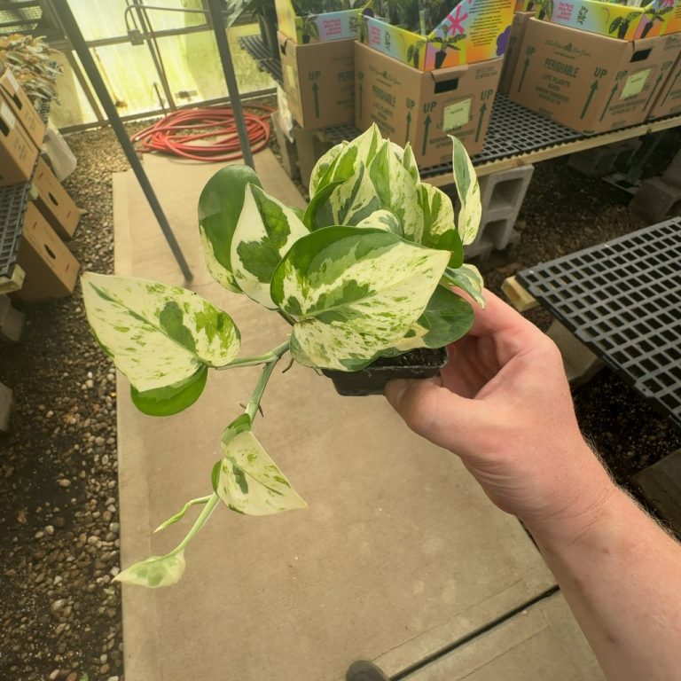 Pothos – Tri State Foliage