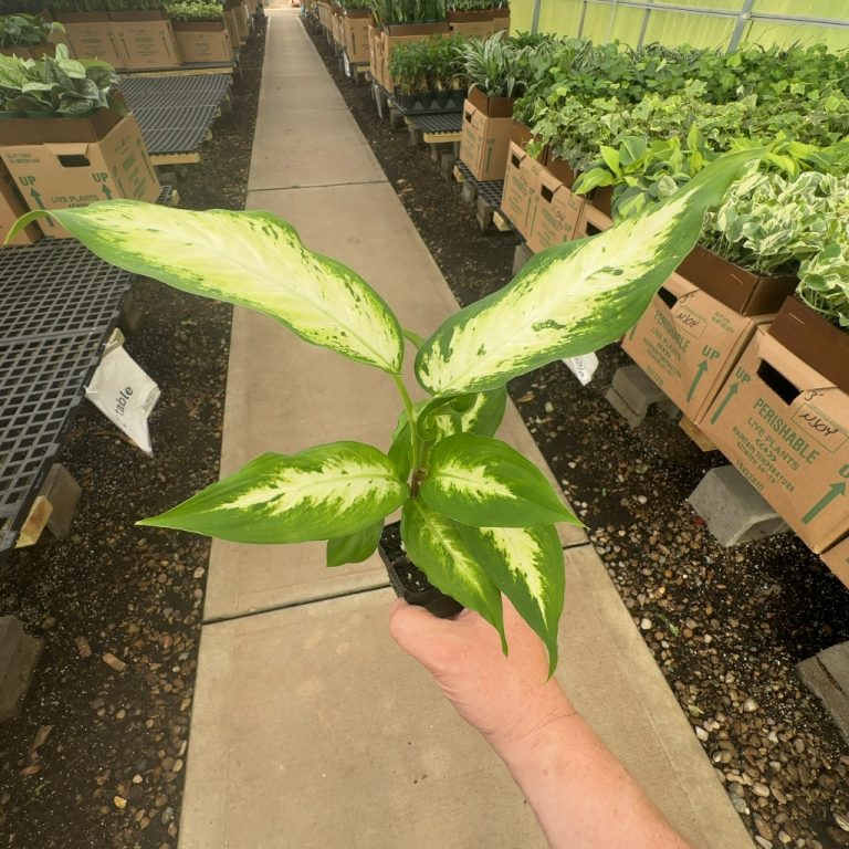 Shop – Tri State Foliage