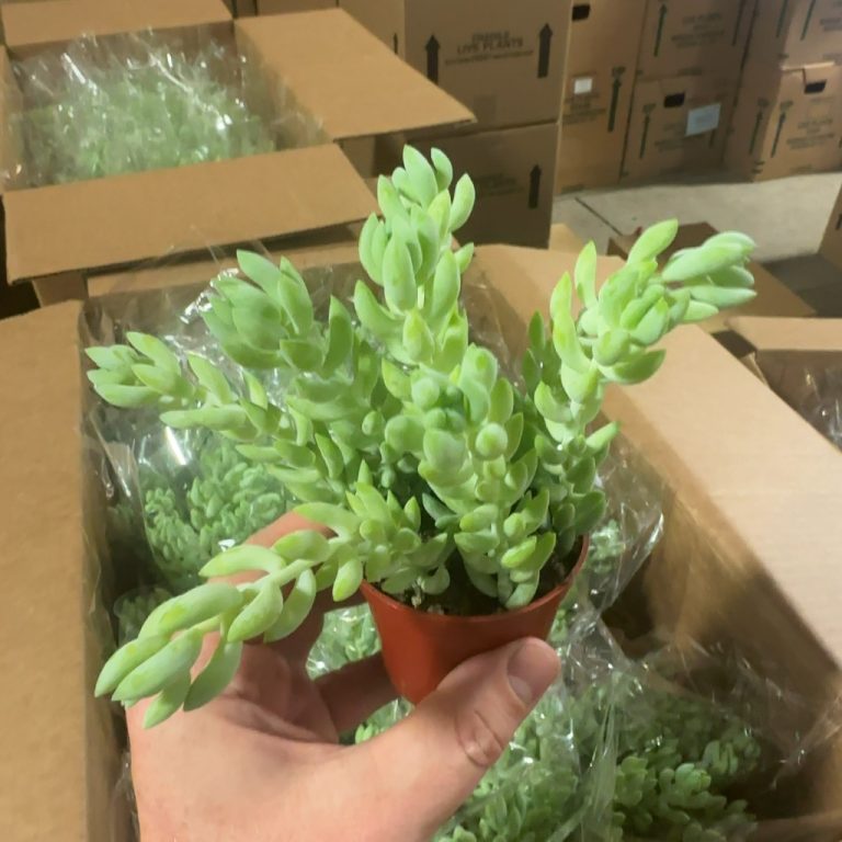 Shop – Tri State Foliage