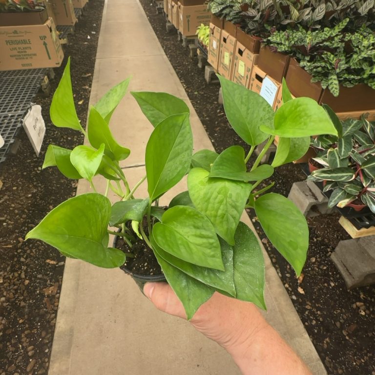 Pothos – Tri State Foliage