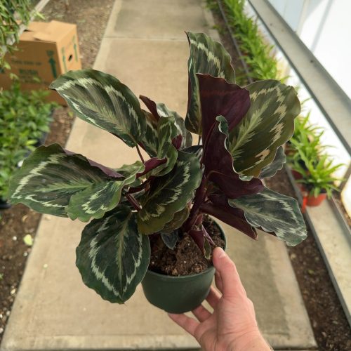 .6″ Calathea Medallion – Tri State Foliage
